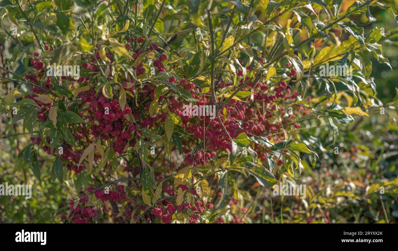 Surinam Cherry plant with pink pods in a Burgundy vineyard Stock Photo ...