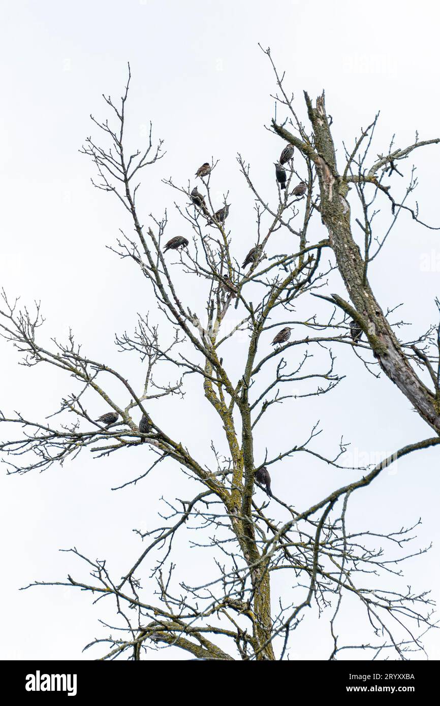 Canadian mailbox, isolated on white background Stock Photo - Alamy