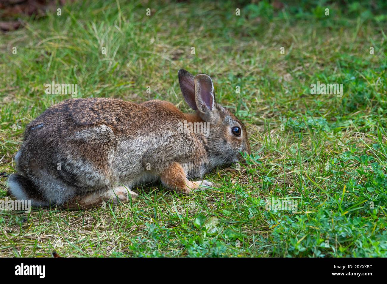 Canadian mailbox, isolated on white background Stock Photo - Alamy