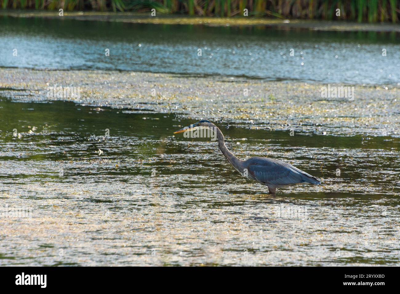 Canadian mailbox, isolated on white background Stock Photo - Alamy