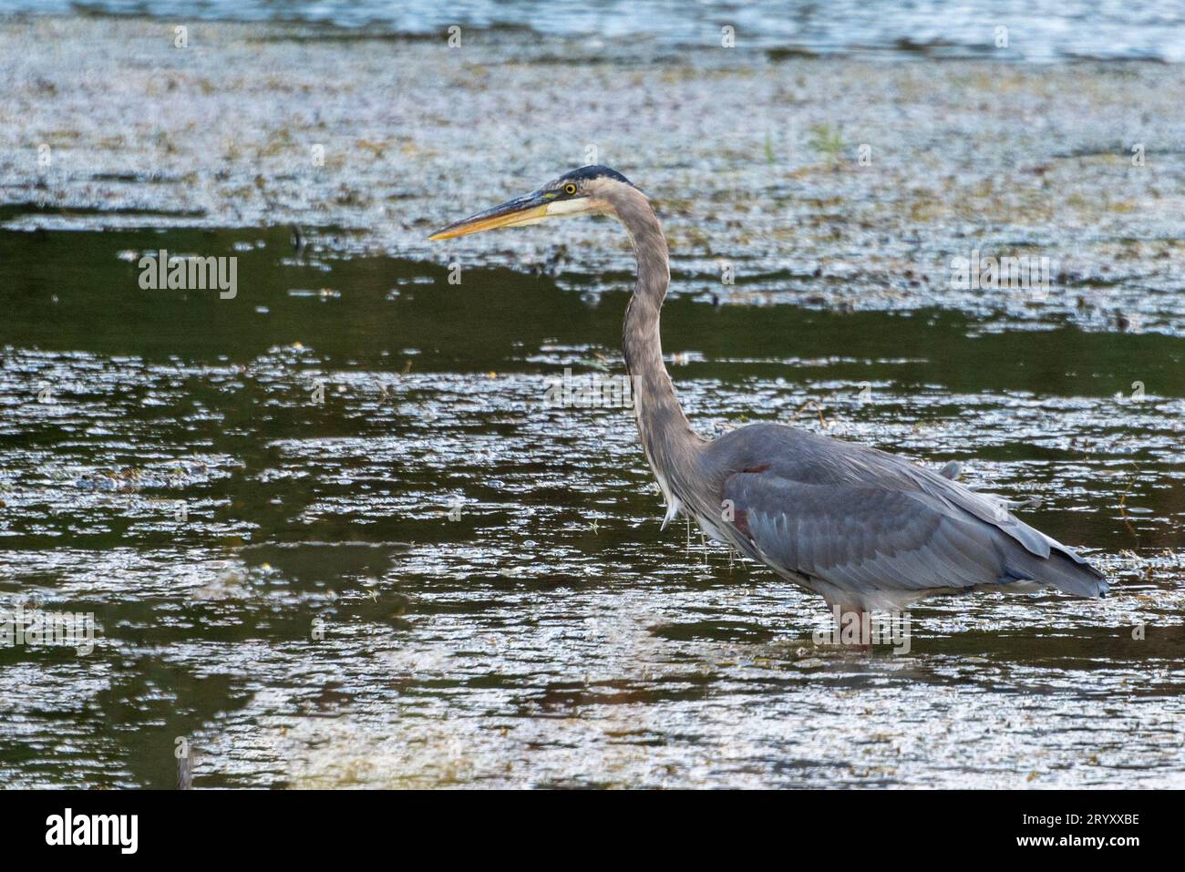 Canadian mailbox, isolated on white background Stock Photo - Alamy