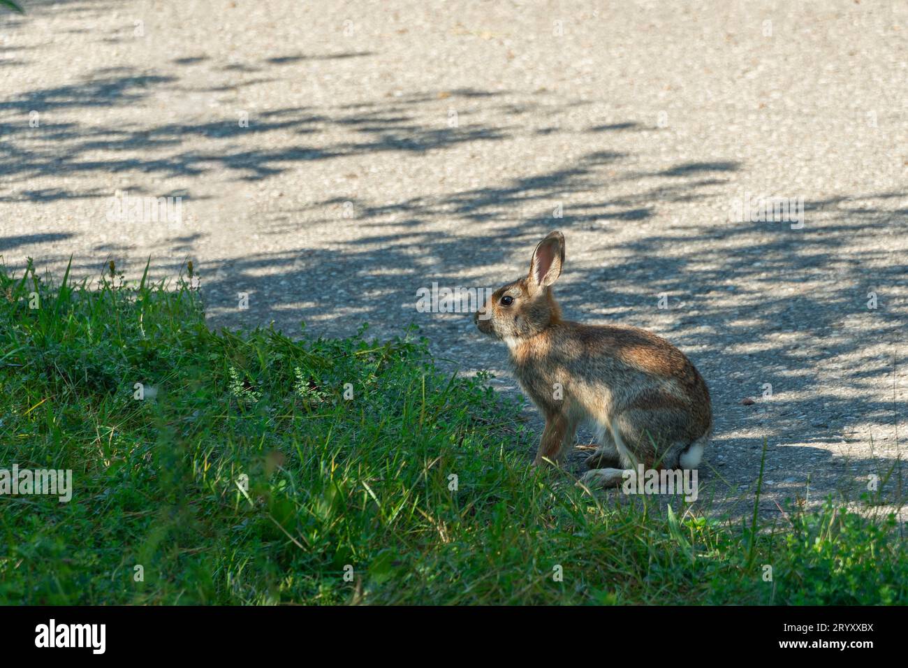 Canadian mailbox, isolated on white background Stock Photo - Alamy
