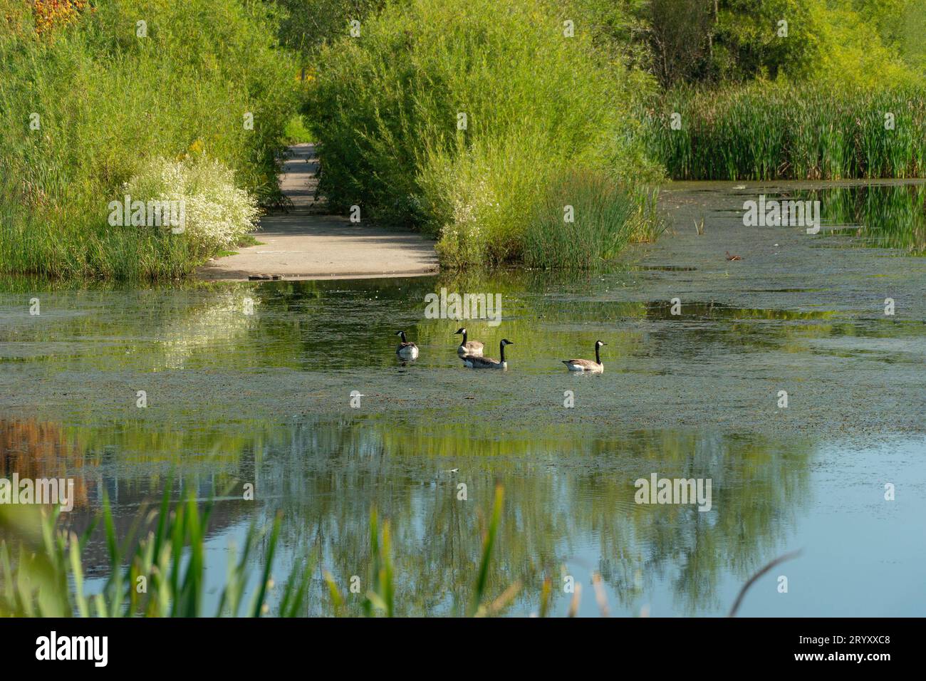 Canadian mailbox, isolated on white background Stock Photo - Alamy