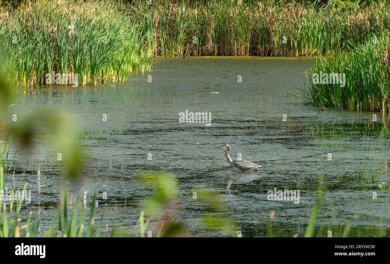 Canadian mailbox, isolated on white background Stock Photo - Alamy