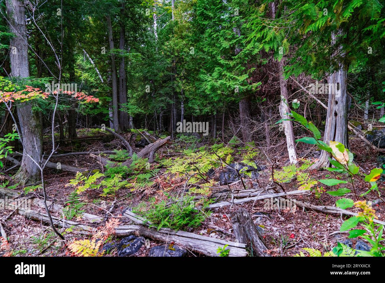 Canadian mailbox, isolated on white background Stock Photo - Alamy