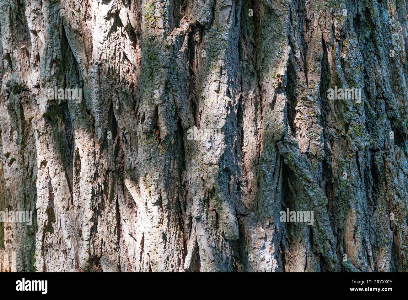 Canadian mailbox, isolated on white background Stock Photo - Alamy