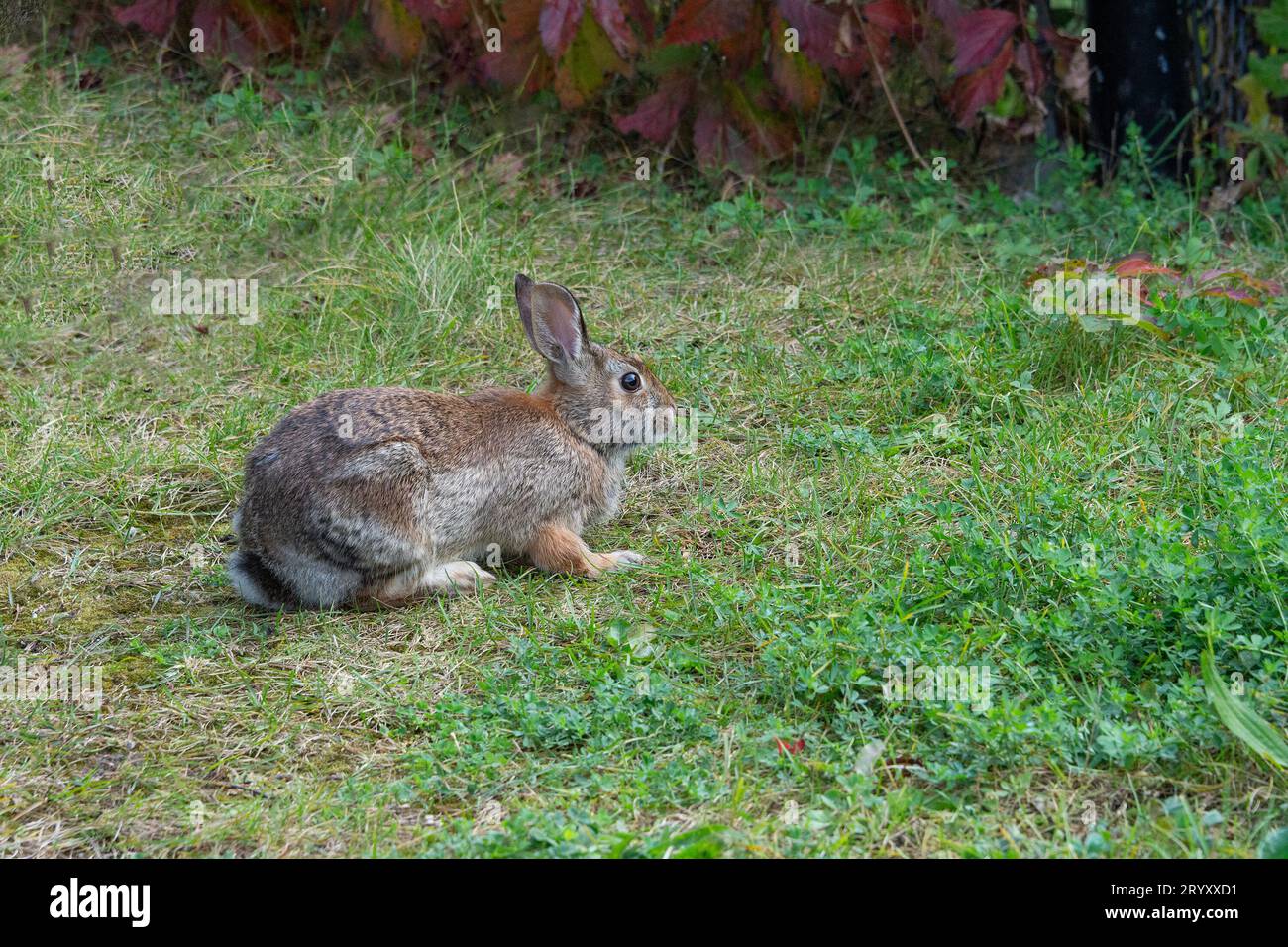 Canadian mailbox, isolated on white background Stock Photo - Alamy