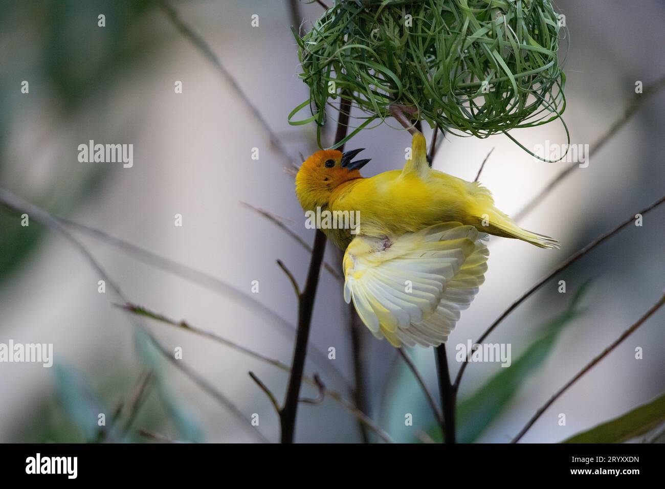 Masterful Nestwork: The Yellow Weaver Bird in Kenya Stock Photo - Alamy