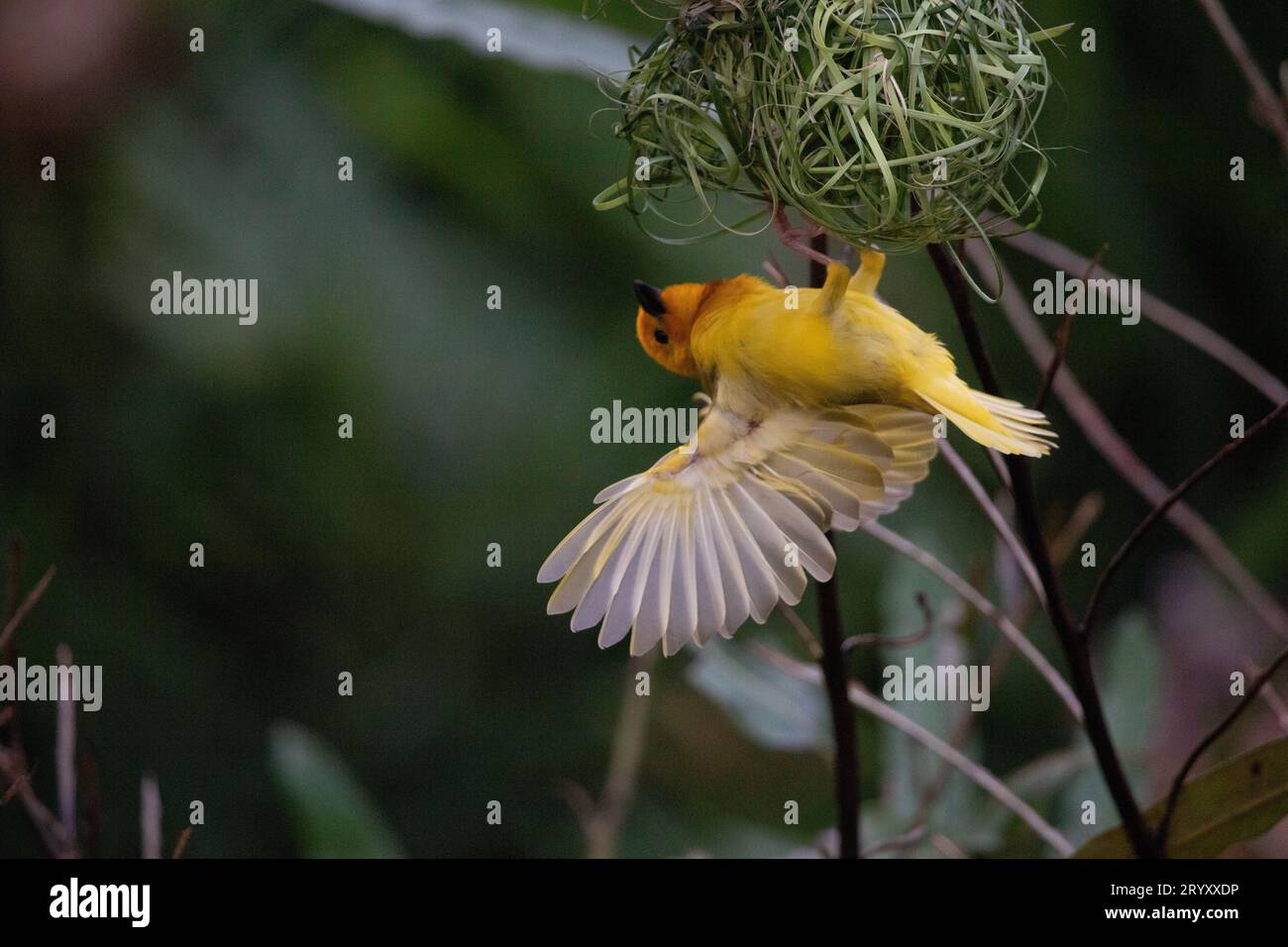African Craftsmanship: Yellow Weaver Bird Constructing Its Nest Stock ...