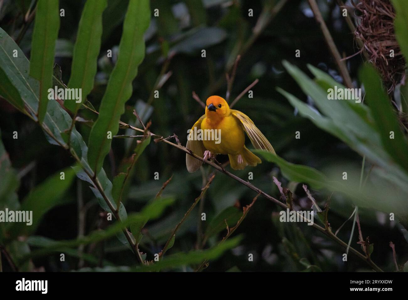 Masterful Nestwork: The Yellow Weaver Bird in Kenya Stock Photo - Alamy