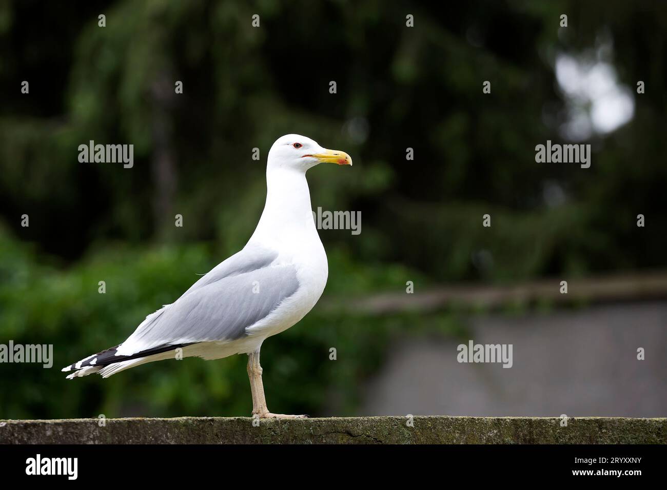 Gull in profile hi-res stock photography and images - Alamy
