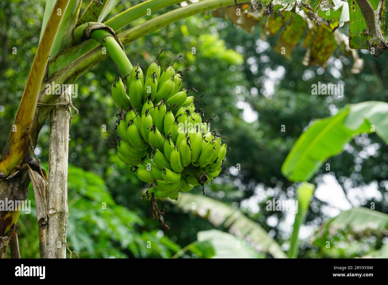 Banana tree with raw bananas, Bunch of banana hanging on it's tree ...