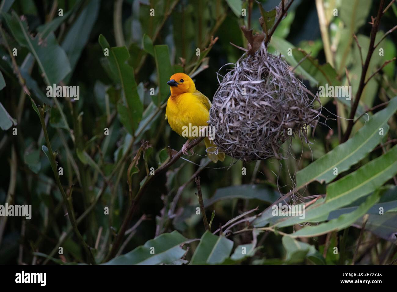 African Craftsmanship: Yellow Weaver Bird Constructing Its Nest Stock ...