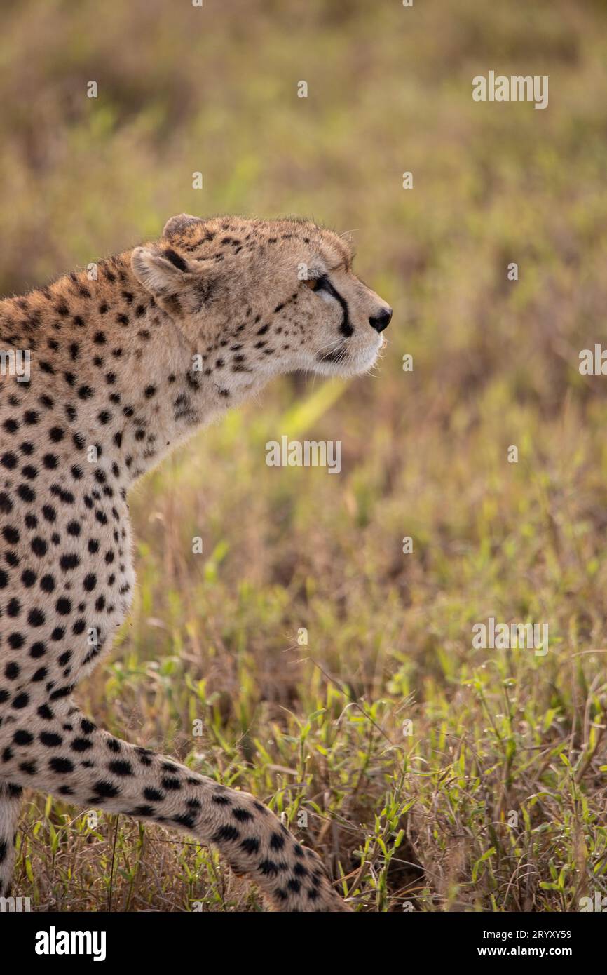 Africa's Fastest Hunter: The Majestic Cheetah in Kenya Stock Photo - Alamy