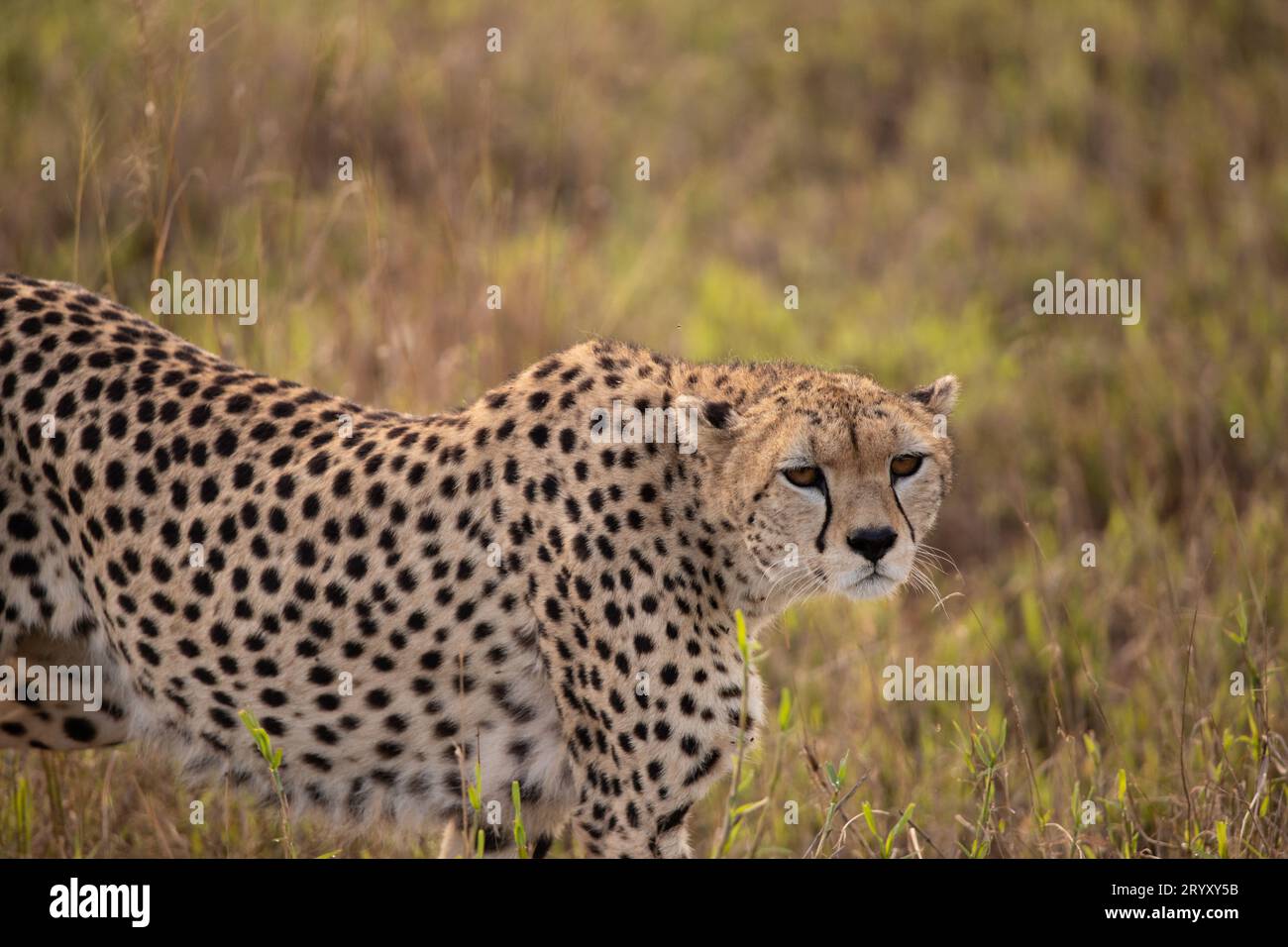 Safari Adventure: Observing Cheetahs in Kenya's Savanna Stock Photo - Alamy