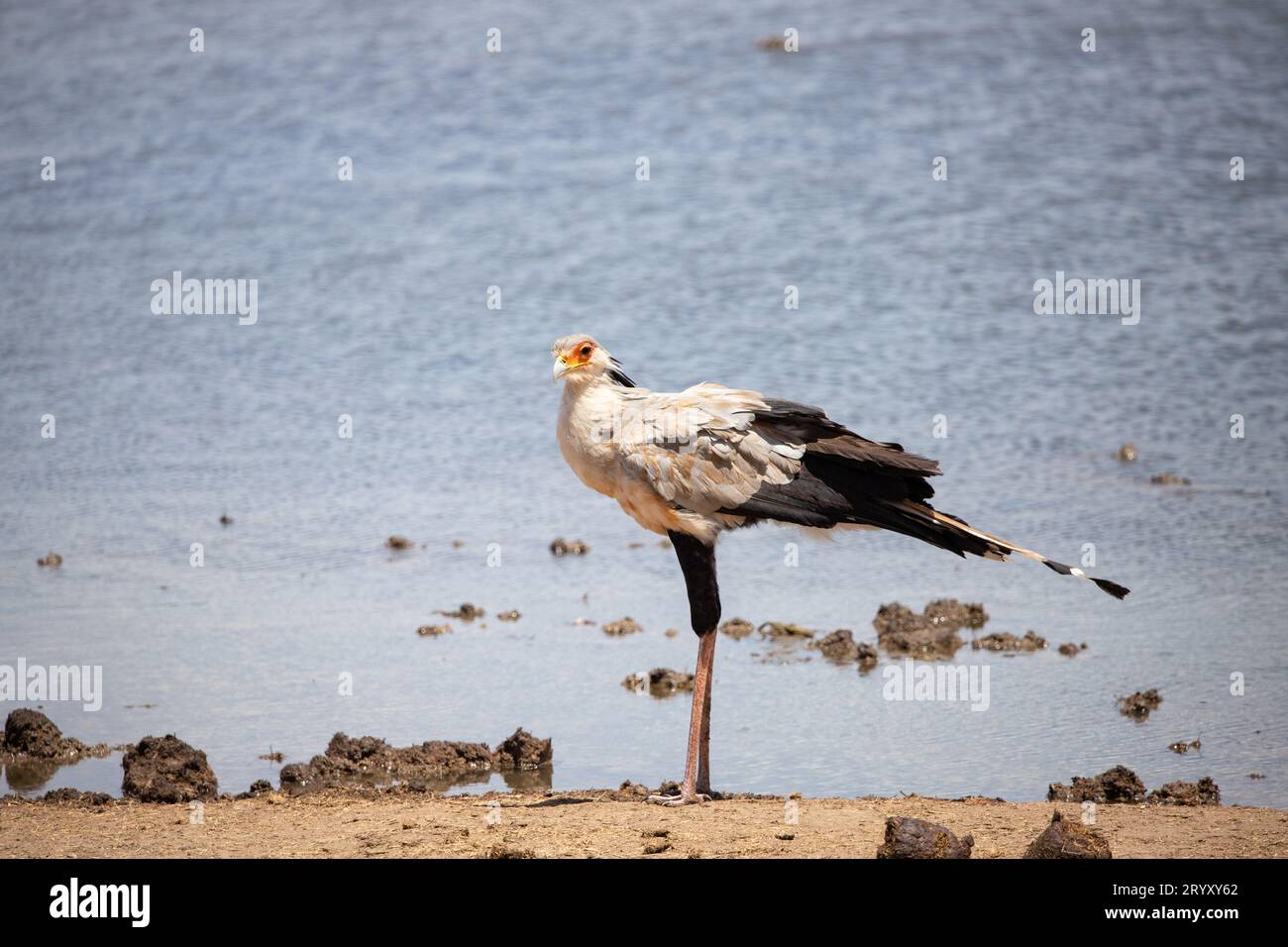 Safari bird hi-res stock photography and images - Alamy