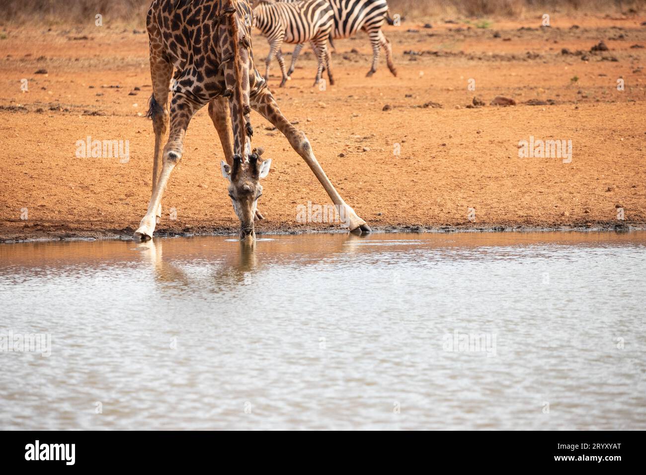 Fascinating encounter hi-res stock photography and images - Alamy