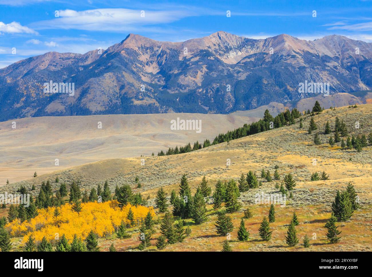 aspen grove in fall color below the madison range near cameron, montana ...