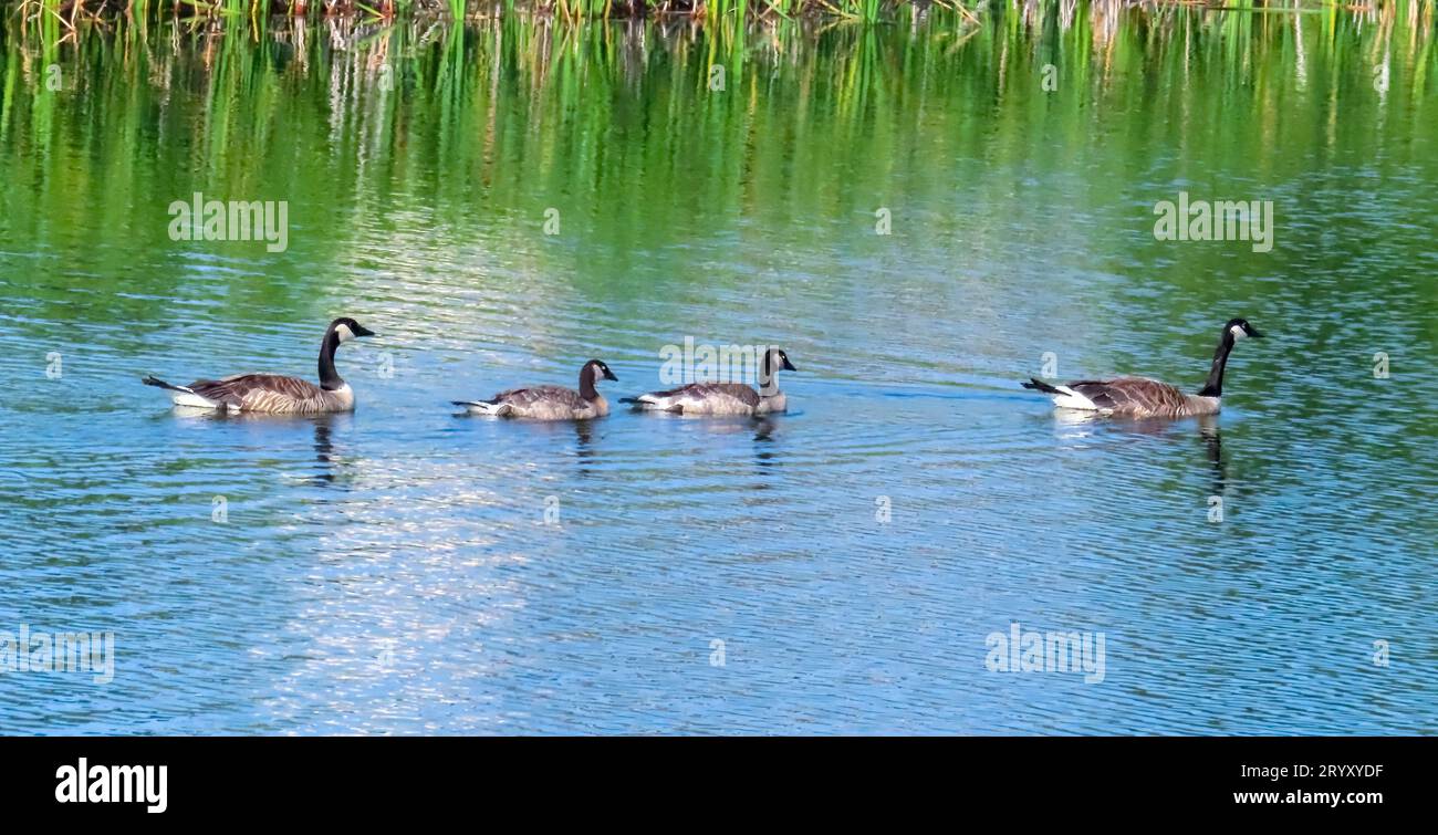 A Canada goose family. A large wild goose with a black head and neck ...