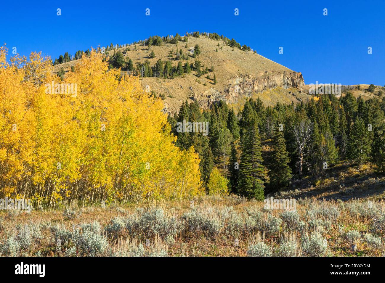 aspen grove in fall color below strawberry butte in the gravelly range ...