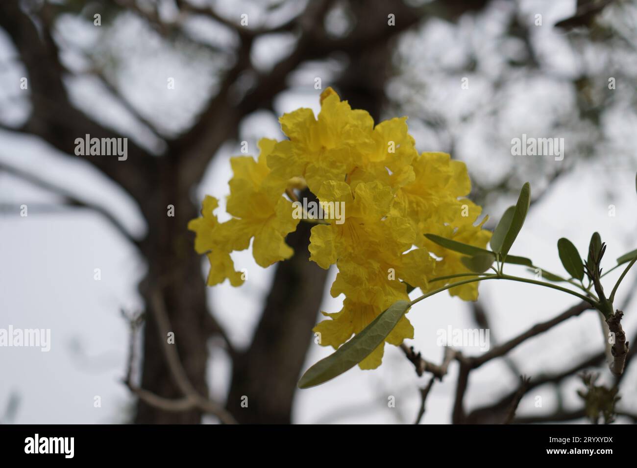 Tabebuia aurea flowers are yellow on a tree trunk background and a ...