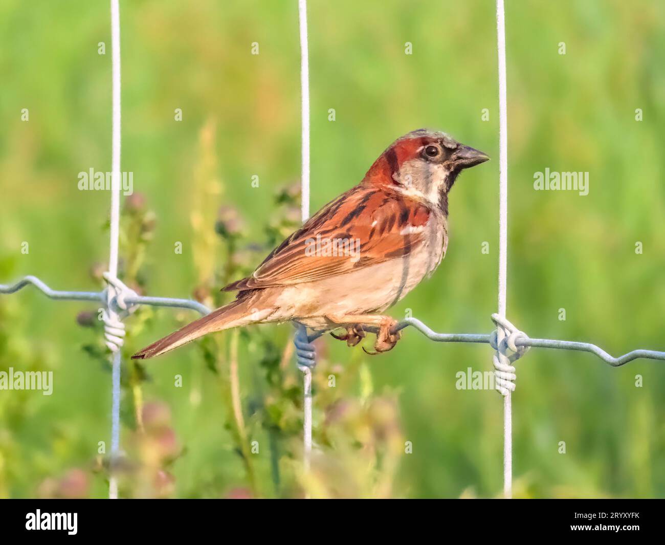 House sparrow also called English sparrow, one of the worlds best known ...