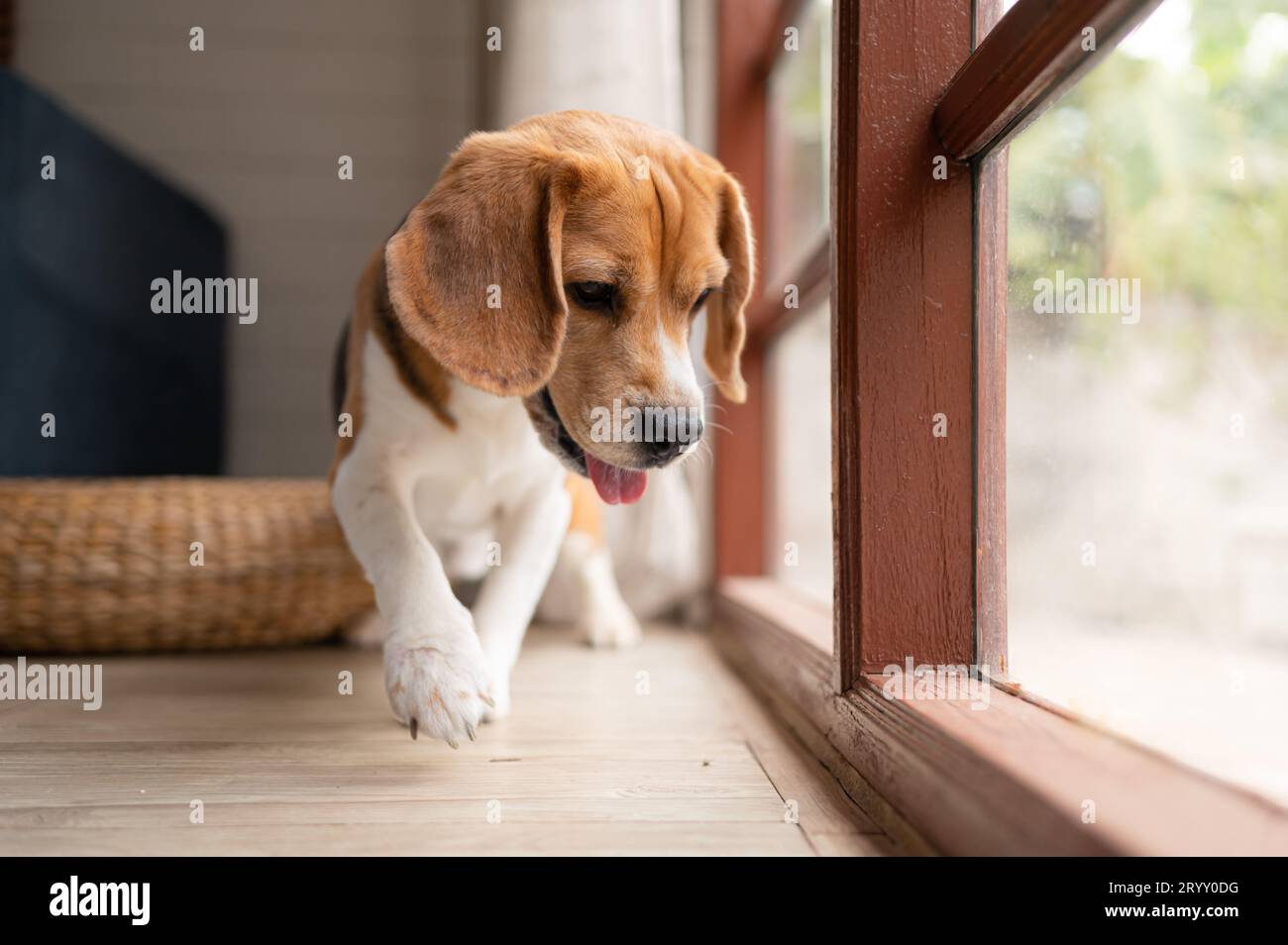 Beagle dogs are intelligent, lively, fun and do not stand still. There ...