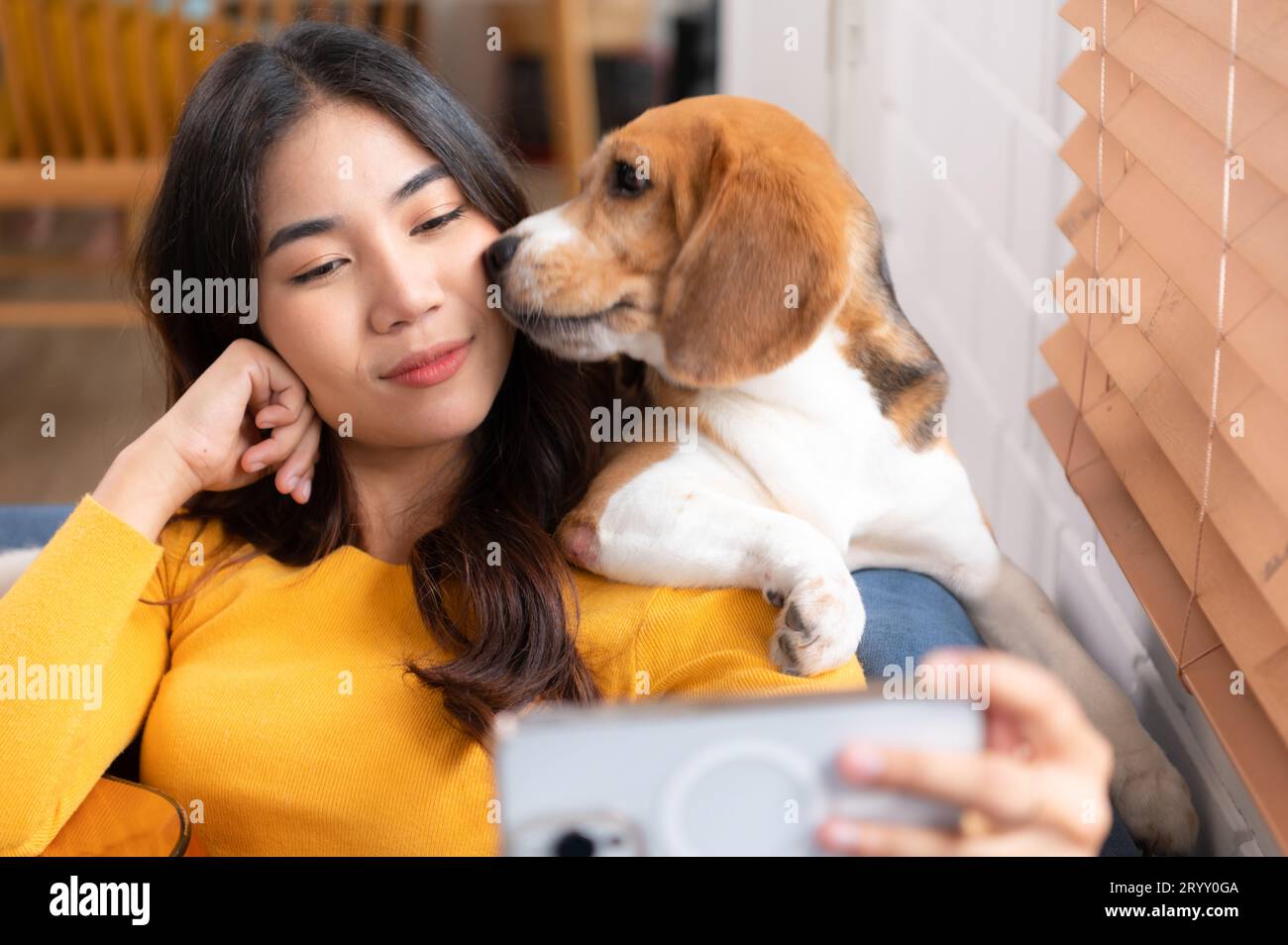 Beagle dog joining the owner's selfie on the sofa in the living room of ...
