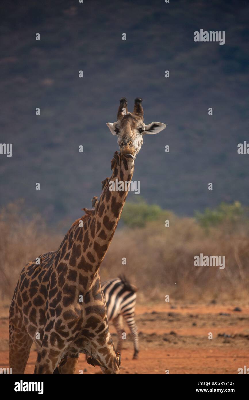 Encounter with the Wild: Fascinating Giraffes in Kenya Stock Photo - Alamy