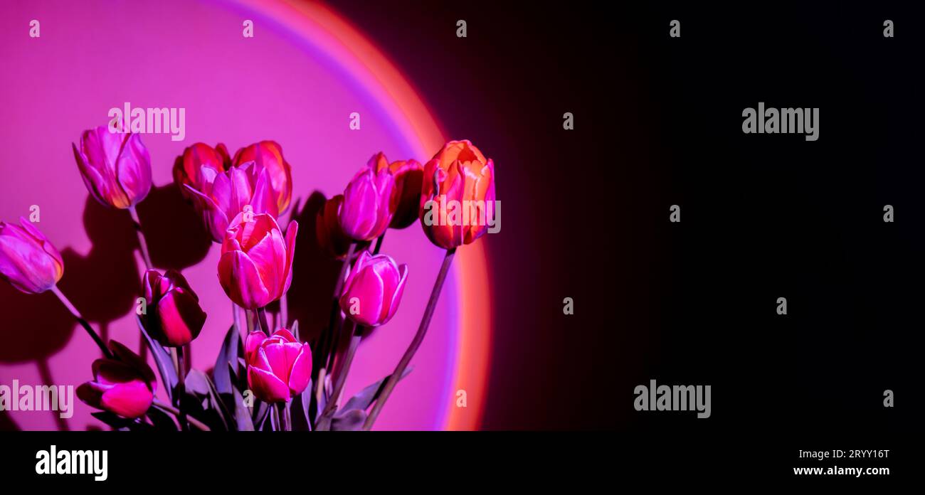 Pink colored tulip flower in neon light on purple gradient background ...