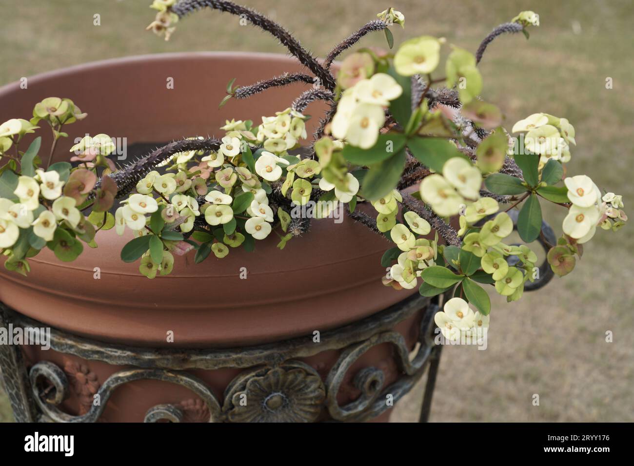 white euphoria flowers with thorny flower stems, seen from the side. in ...