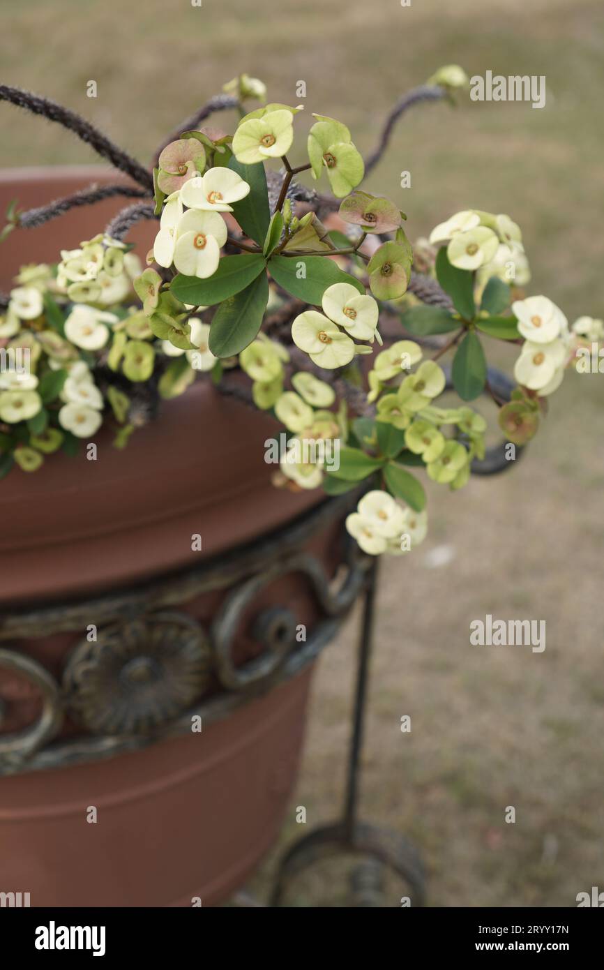 white euphoria flowers with thorny flower stems, seen from the side. in ...