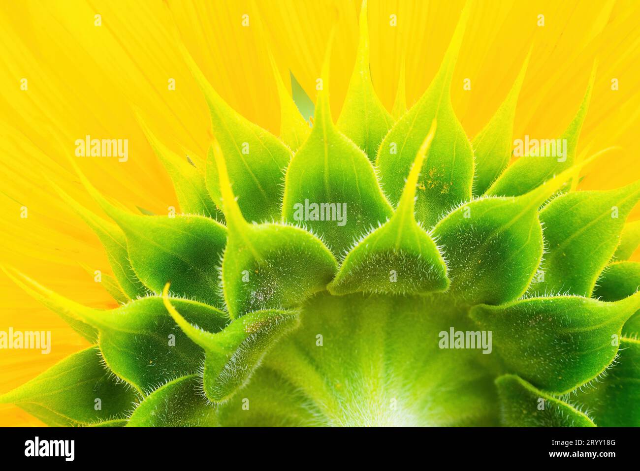 Sunflower leaf closeup hi-res stock photography and images - Alamy
