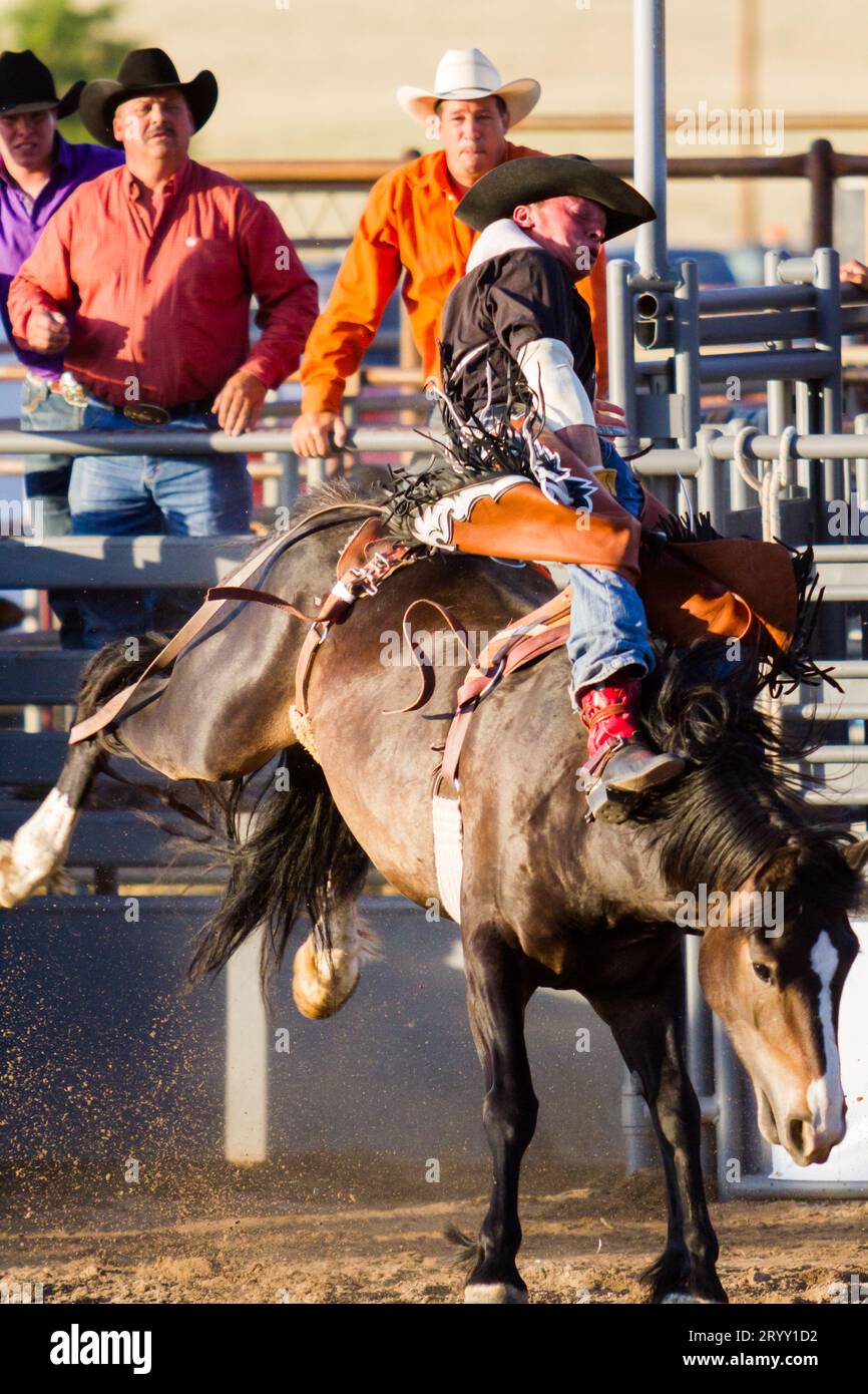 Rodeo and horse hi-res stock photography and images - Alamy
