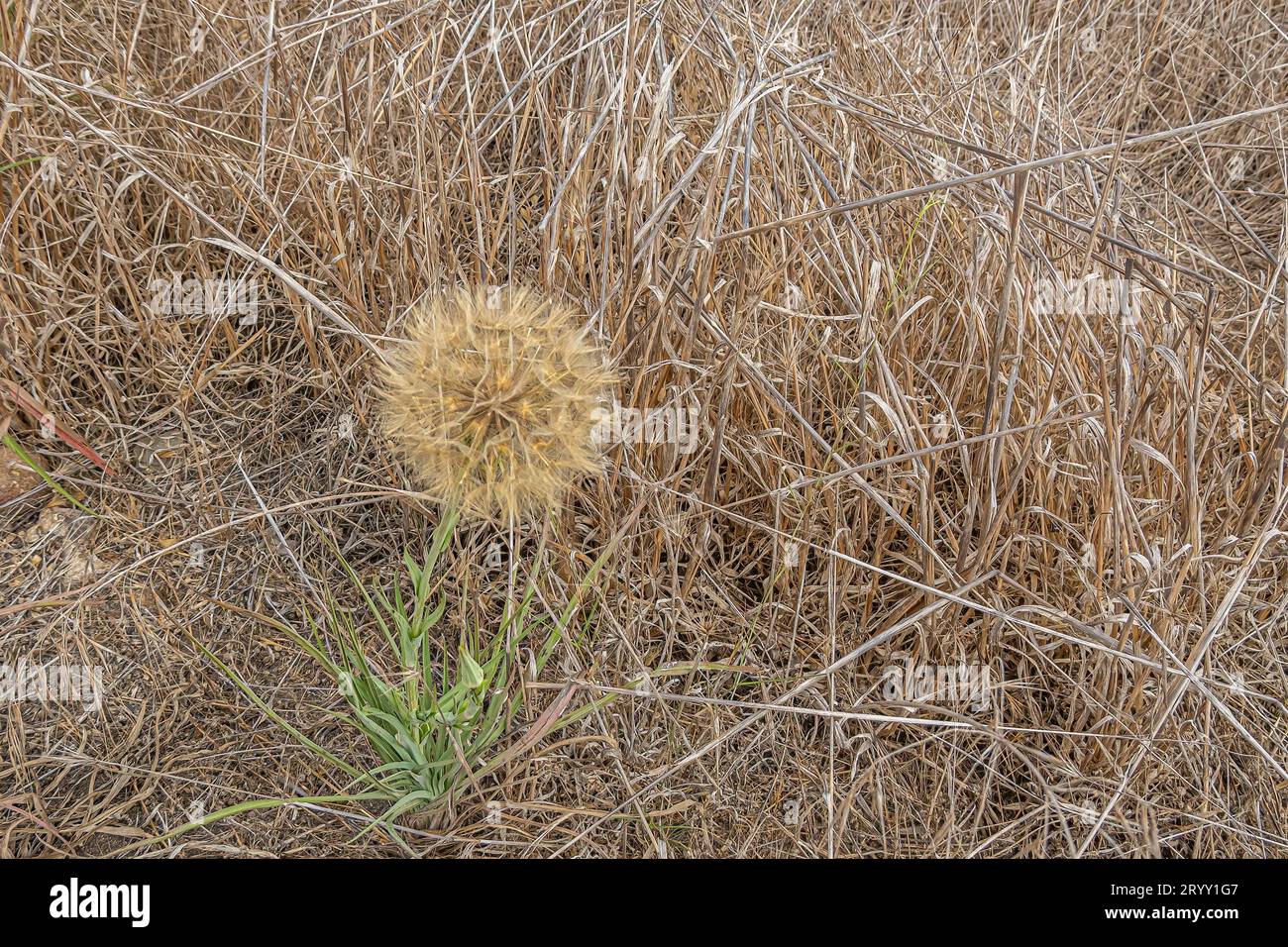 Santa Cruz Island, CA, USA - September 14, 2023: Set between brown ...