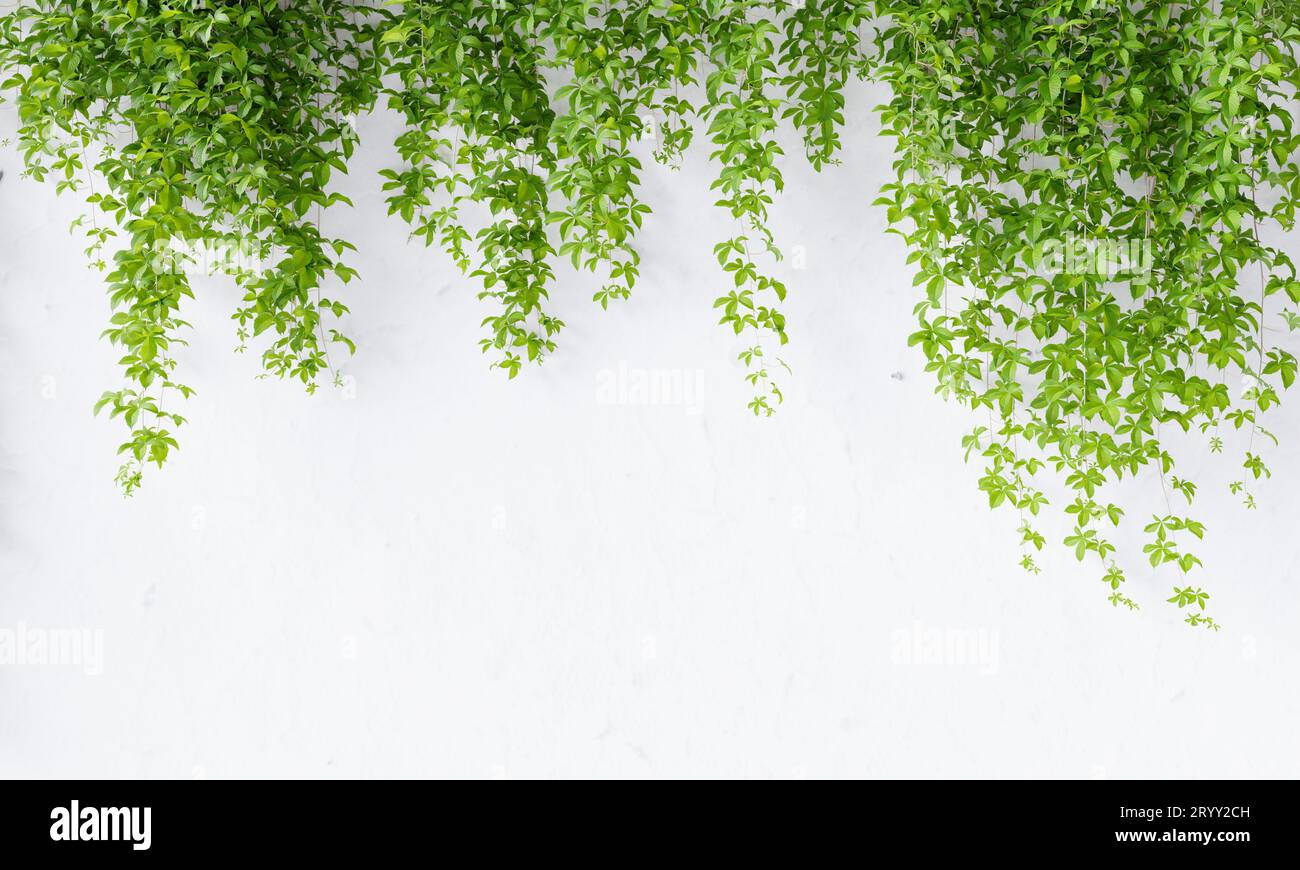 Virginia creeper vine on white concrete wall background with copy space ...