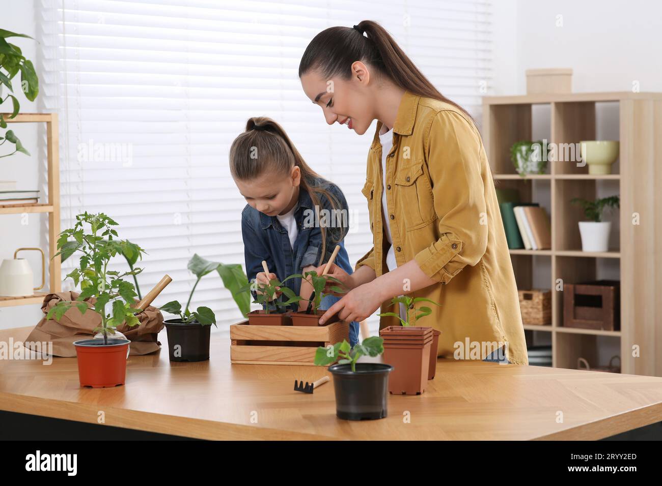 Mother and daughter planting seedlings into pots together at wooden ...