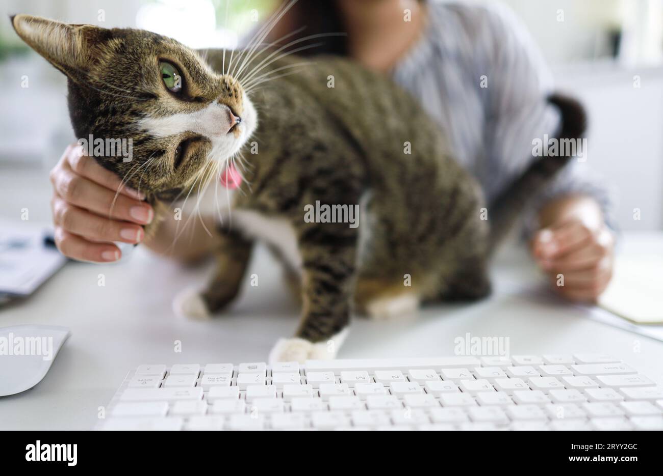 Business woman working from home with cat Stock Photo - Alamy