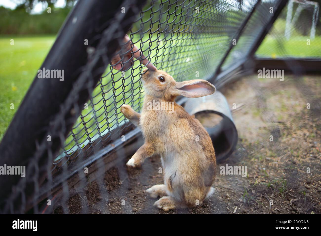 Bunny friends hi-res stock photography and images - Alamy