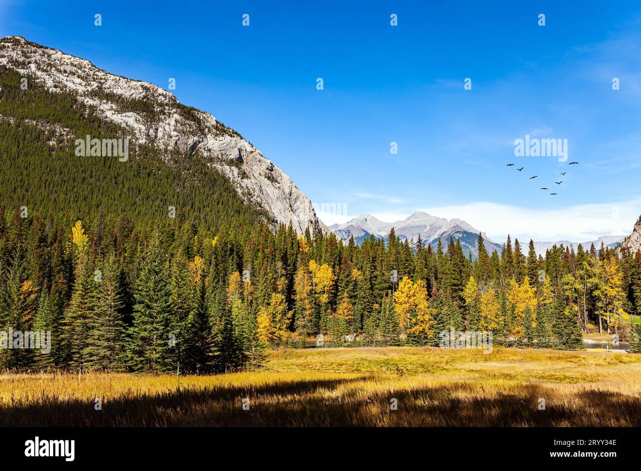 Cascade and spruce hi-res stock photography and images - Alamy