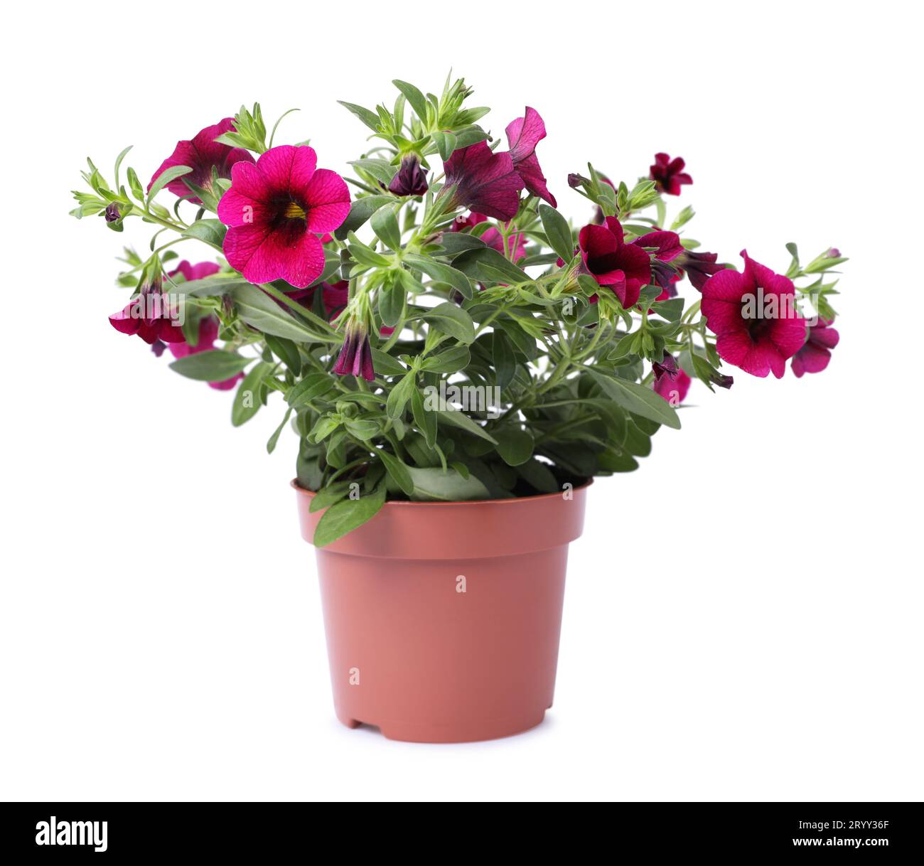 Beautiful blooming petunia flower hi-res stock photography and images ...