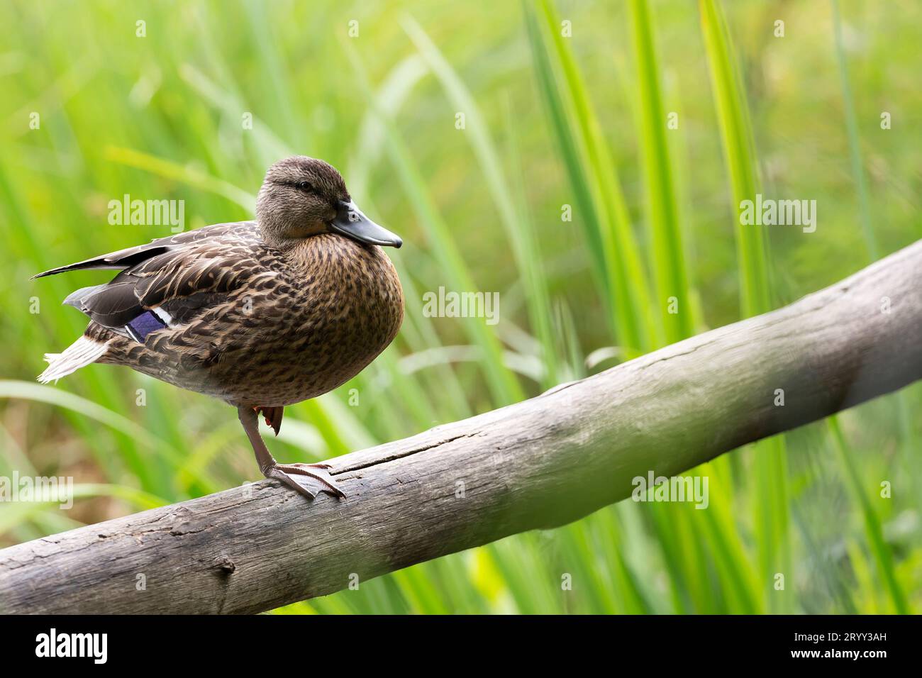 Natural duck wildlife hi-res stock photography and images - Alamy