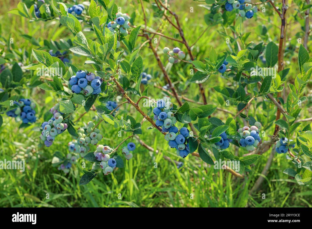 Bush of wild blueberry with berries growing outdoors Stock Photo - Alamy