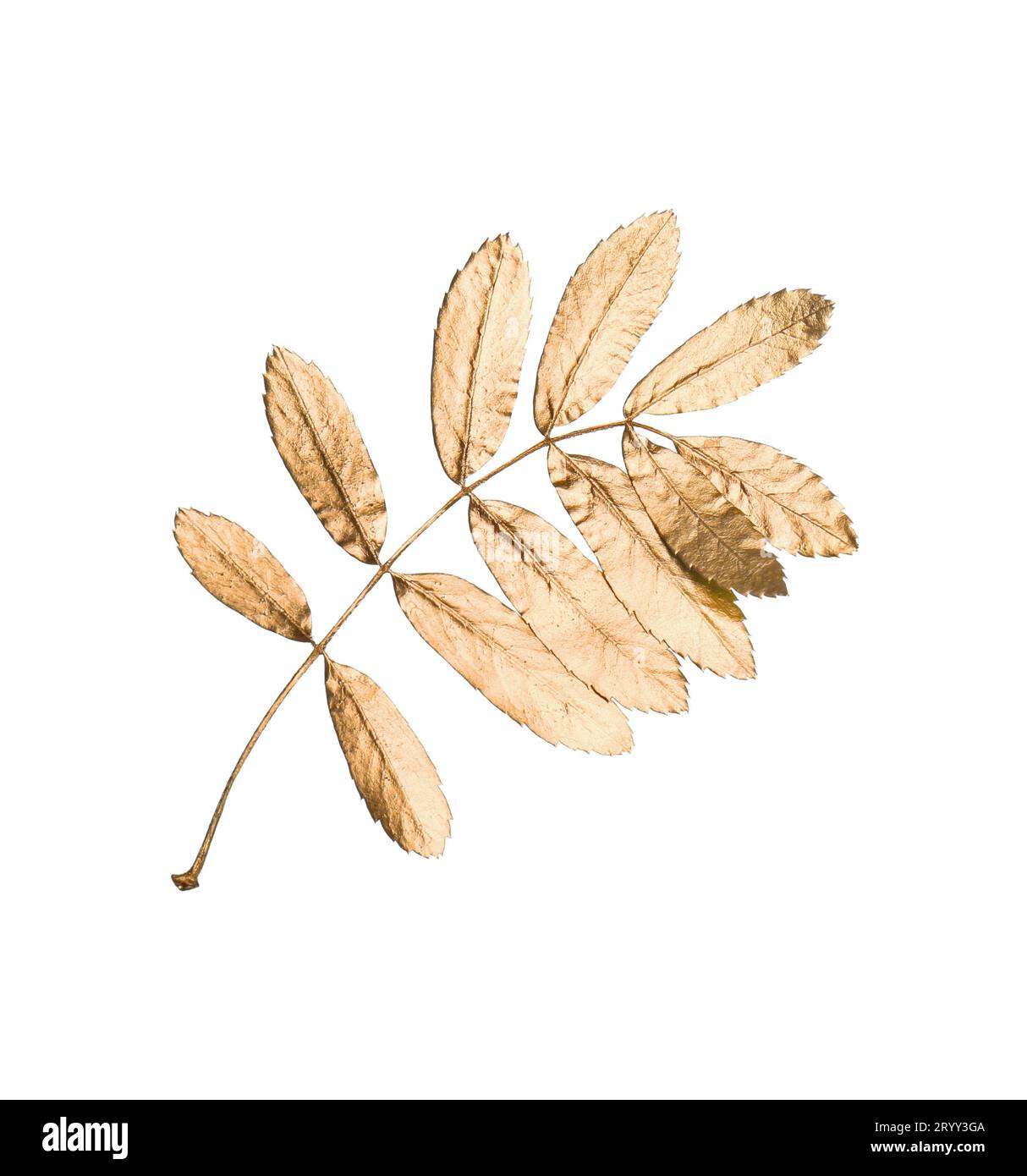 Twig of golden rowan leaves isolated on white. Autumn season Stock ...