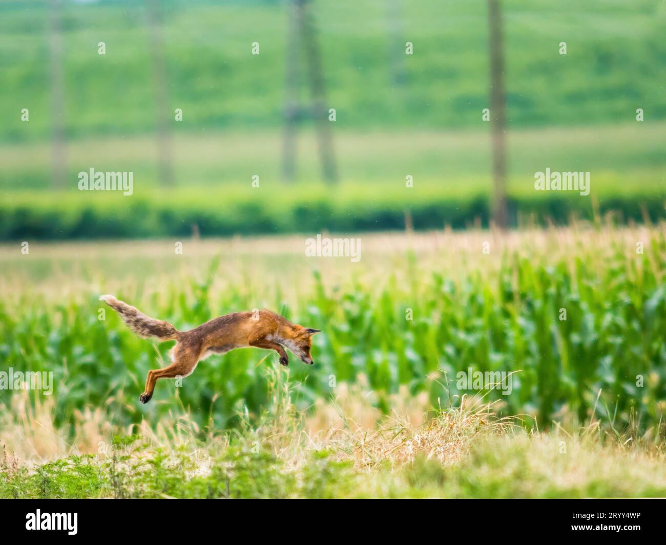 Red fox (Vulpes vulpes) hunting prey by jumping Stock Photo - Alamy