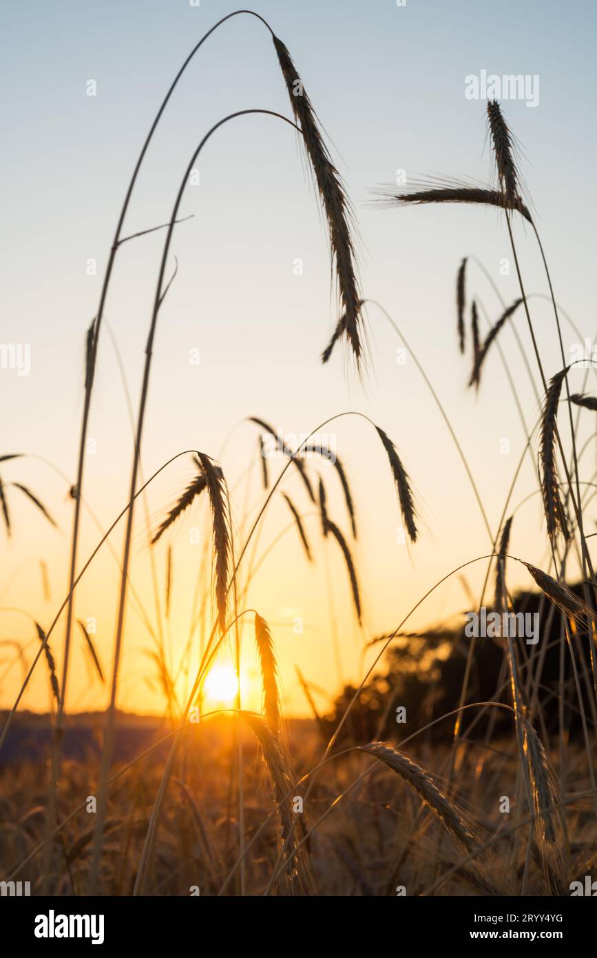 Corn field with sunrise Stock Photo - Alamy