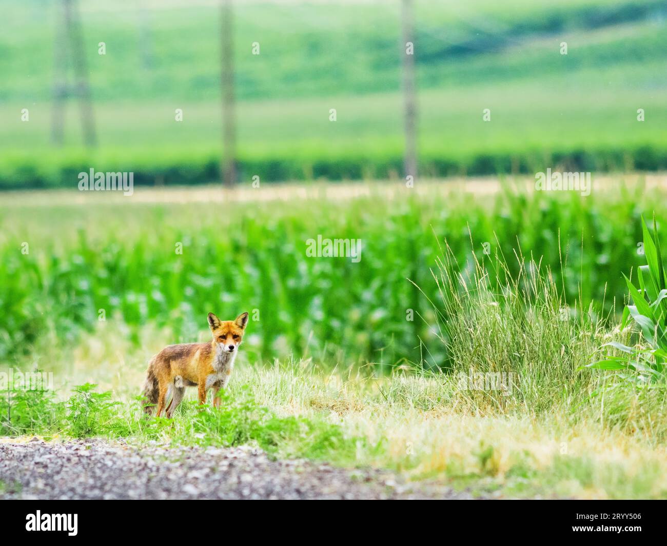 Female fox hi-res stock photography and images - Alamy