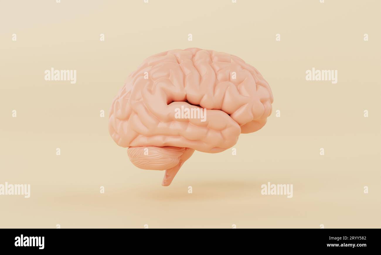 Spinal model hi-res stock photography and images - Alamy