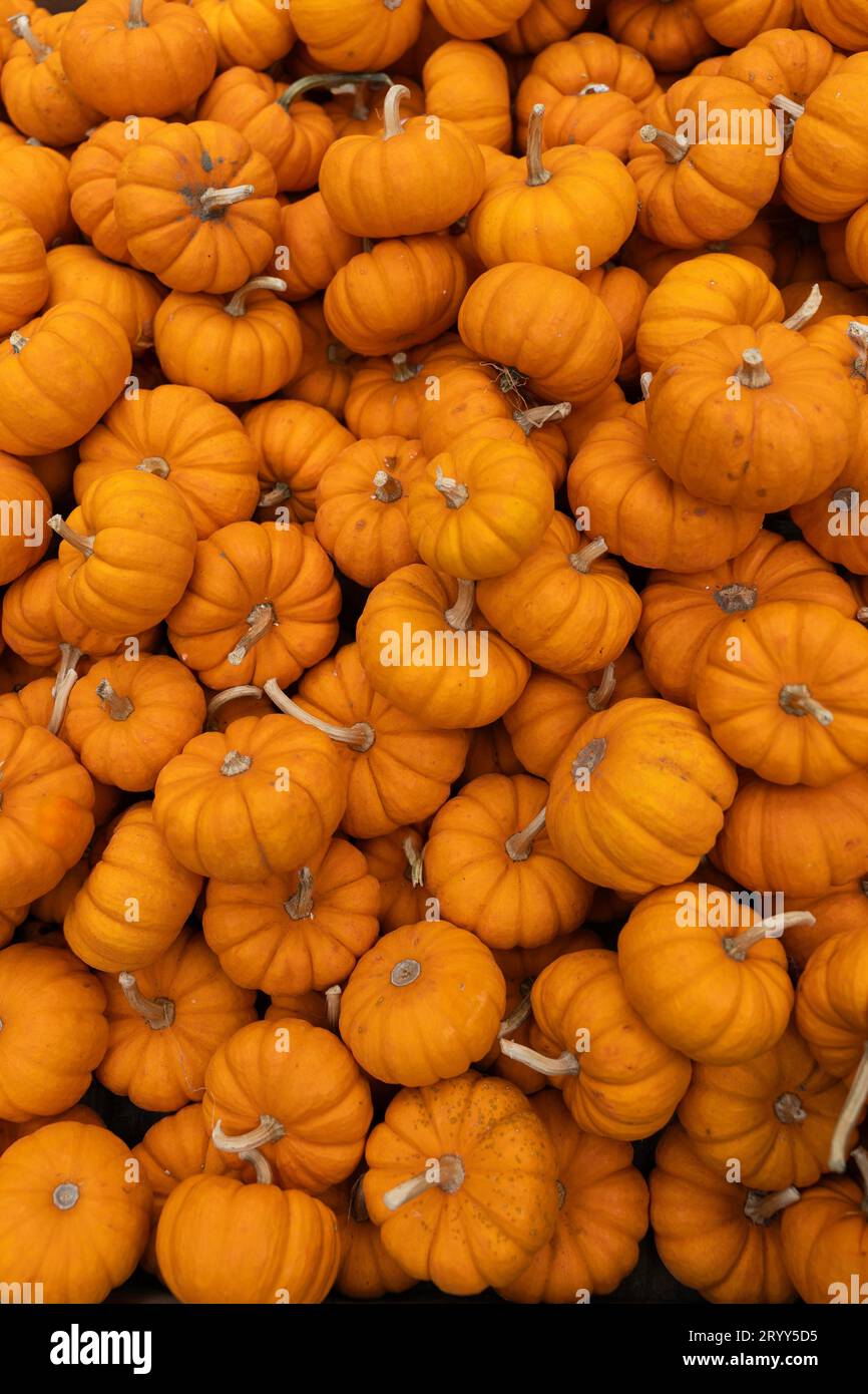 Lots of small pumpkins Stock Photo - Alamy