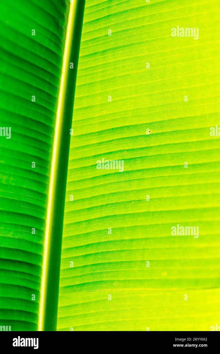 Green botany background. Banana palm tree leave Stock Photo - Alamy